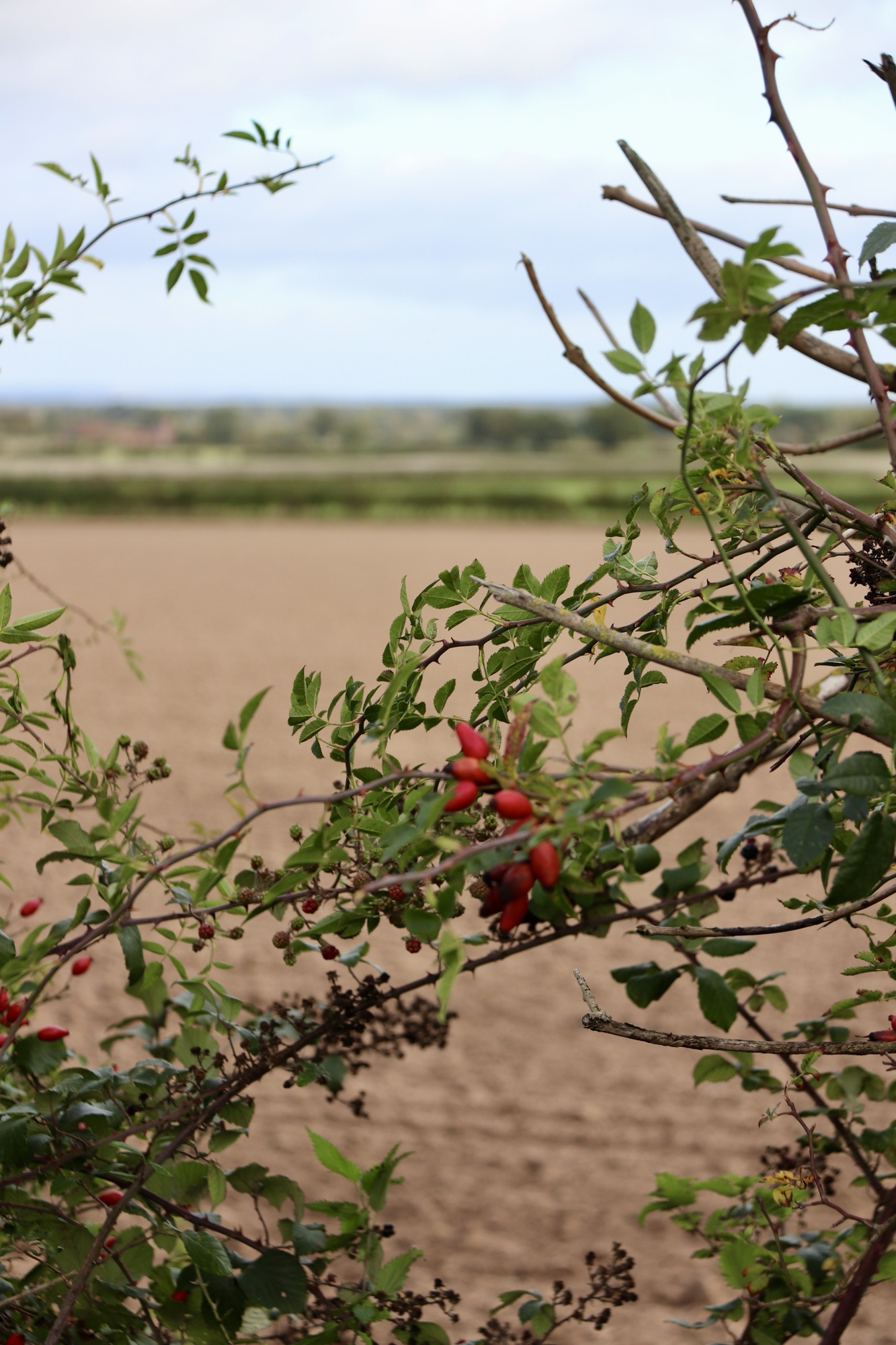 A post storm Amy autumn walk – Go everywhere, Do everything